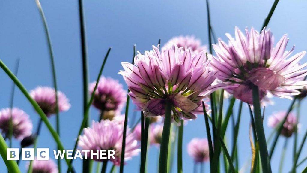 Weather for the Week Ahead - BBC Weather
