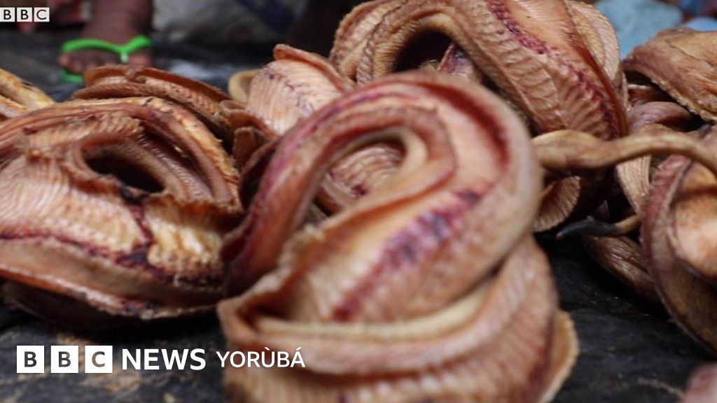 Snake Market: Àwọn òńtàjà ní àwọn ń sin ejò fún títà ni, wọn kìí ko ...