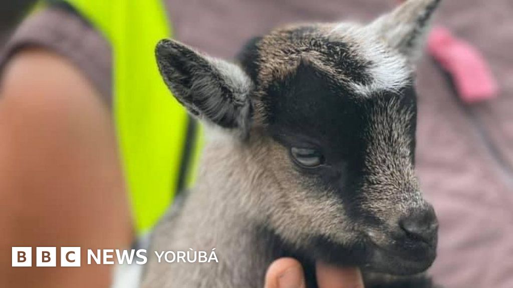 Bestiality: Ọkùnrin kan dèrò àtìmọ́lé ọlọ́pàá lórí ẹ̀sùn ìbálòpọ̀ pẹ̀lú ...