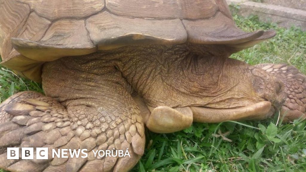 Ìjàpá tó wà ni ààfin Ṣọ̀ún Ogbomọṣọ ti jáde láyé lẹ́yìn to ti lo 344 ...