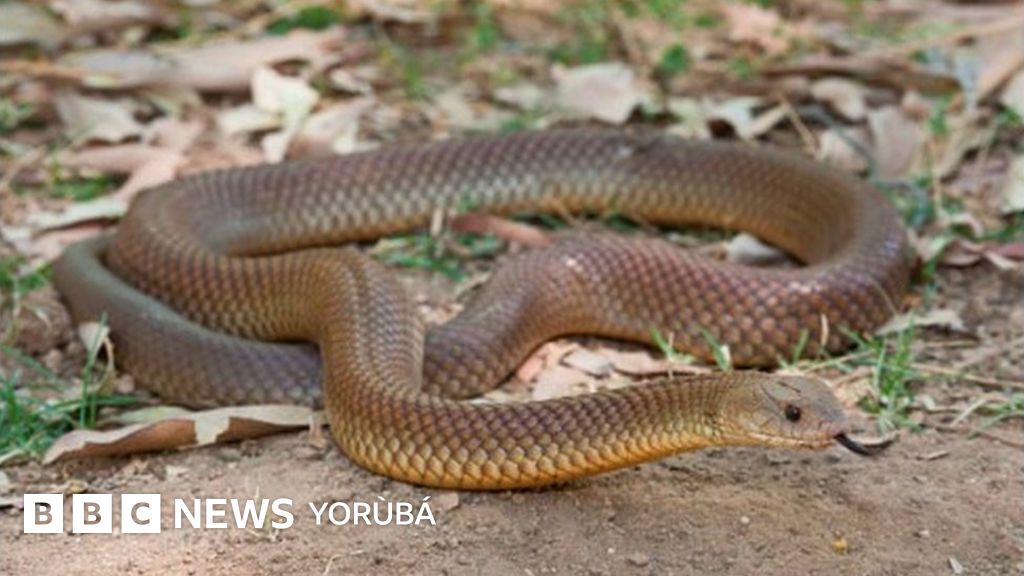 Man Kills Wife With Snake in India: Iléẹjọ́ dá ẹ̀wọ̀n gbére fún ọkùnrin ...