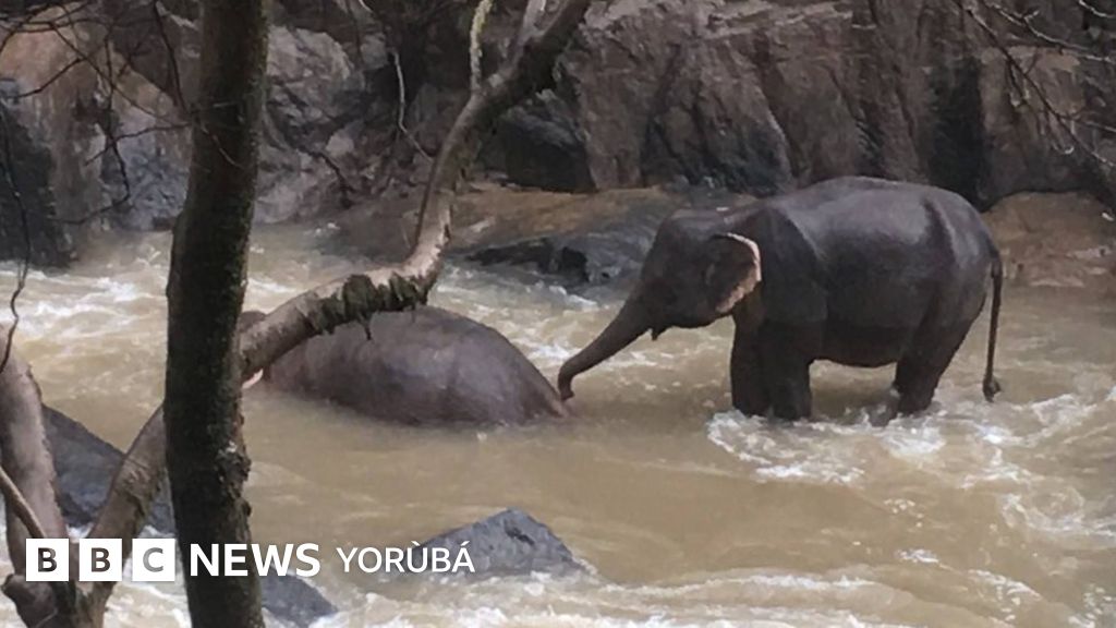 Elephants Death: Erin mẹ́fa d'olóògbé níbi tí wọ́n ti fẹ́ dóòlà ẹ̀mí ...
