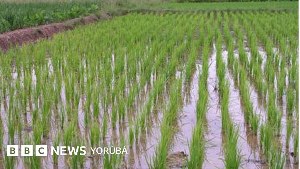 Rice Subsidy: Ìjọba àpapọ̀ gbé ₦60bn kalẹ̀ bíi owó ìrànwọ́ - BBC News ...