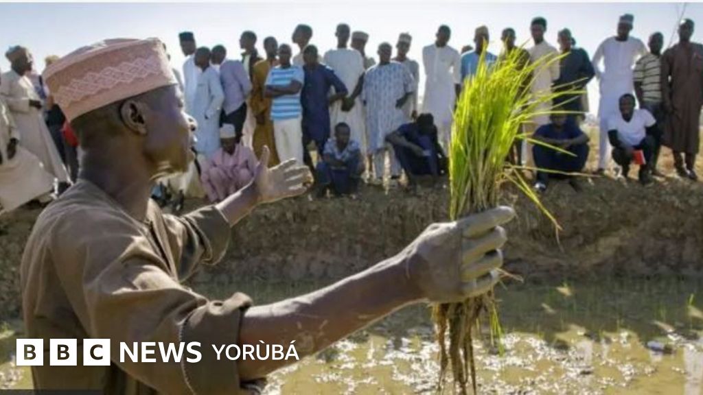 Kí ló dé táwọn àgbẹ̀ ń sùn sóko láti dá ààbò bo nǹkan ọ̀gbìn wọn? - BBC ...
