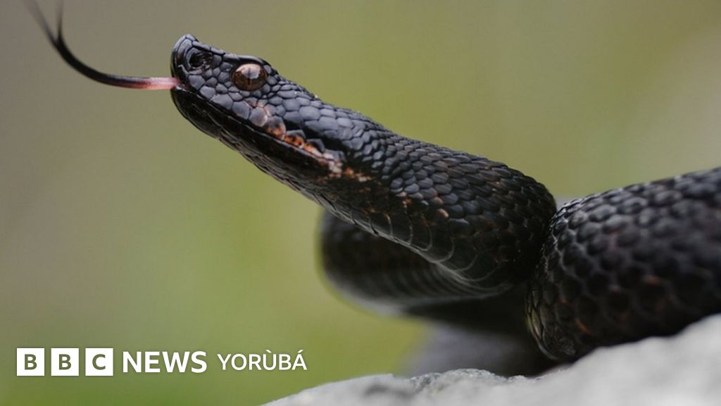 Sex with snake: Pásítọ̀ ní kí n gbé ọwọ́ lé ǹkan ọkùnrin ọ̀un, ní ejò ...