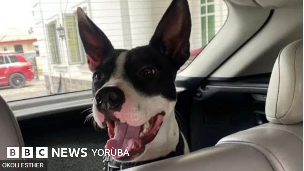 Security kills straying dog: Ẹ̀ṣọ́ ààbò kó sí gbaga ọlọ́pàá nítorí tó ...