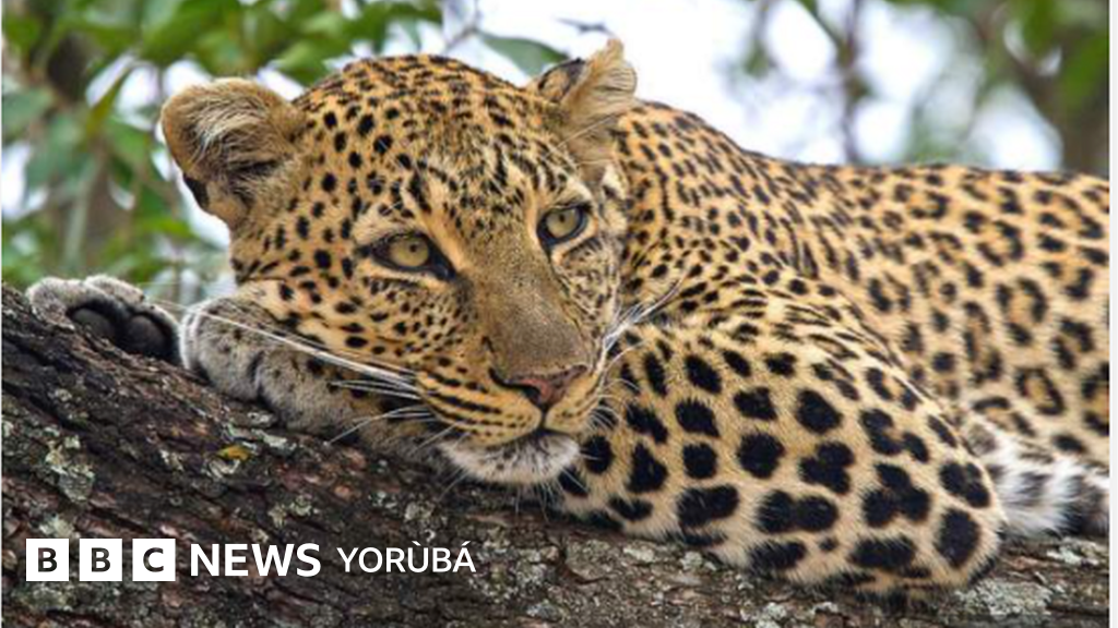 Stray leopard captured: Ọwọ́ tẹ àmọ̀tẹ́kùn tó rìn wọ inú àdúgbò - BBC ...