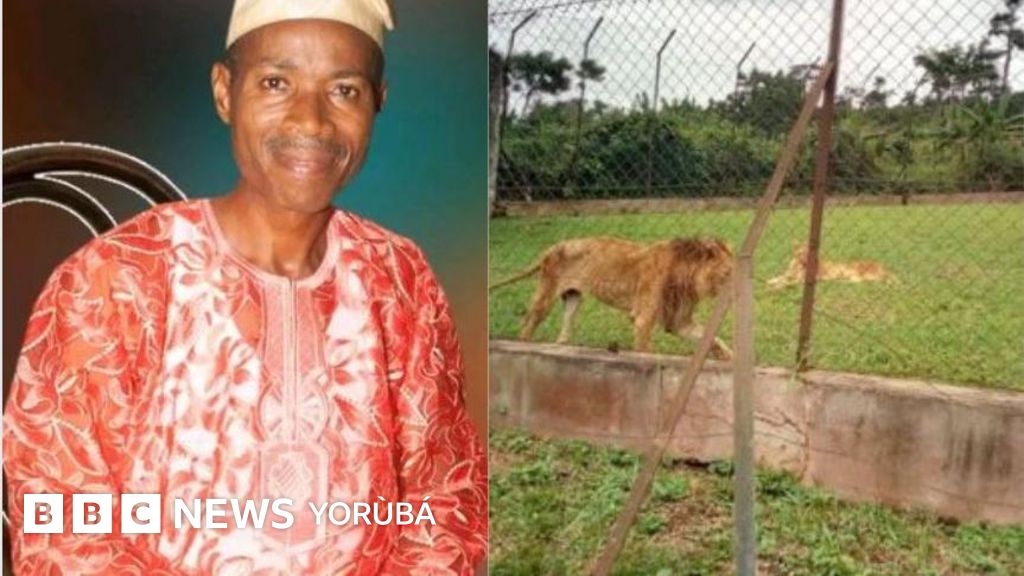 Ìlẹ̀kùn kan ni kò padé tán, tí Kìnìún fi jáde dojú kọ obìnrin tó fẹ́ ...