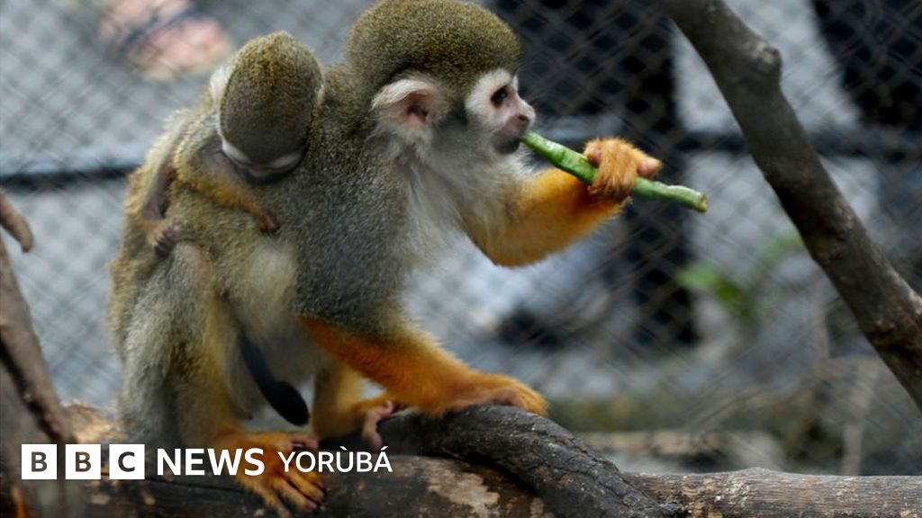Yorùbá dùn lédè, sáré pé gbólóhùn yìí wò tóo bá dá ara rẹ lójú - BBC ...
