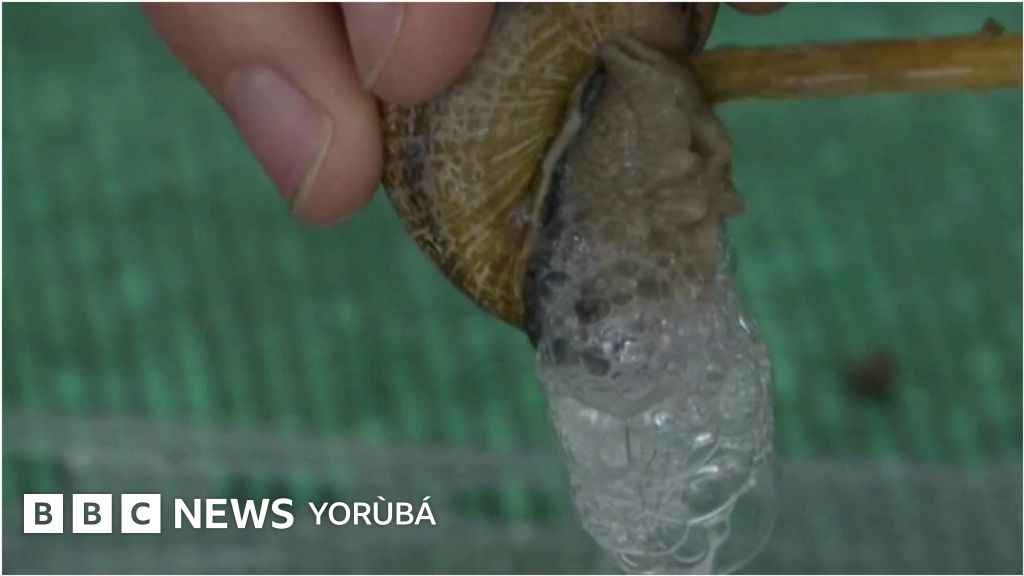 Snail Slim Soap: Wo ọ̀pọ̀ àǹfààní tó wà nínú lílo ọ̀ṣẹ tí wọn fi omi ...