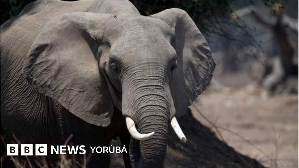 Elephant kills women with baby: Erin tẹ obìnrin kan àti ọmọ rẹ̀ pa ...