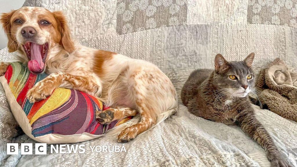 Ìyá àgbà pín gbogbo ogún rẹ̀ fún olóńgbò àti ajá nítorí pé àwọn ọmọ tó ...