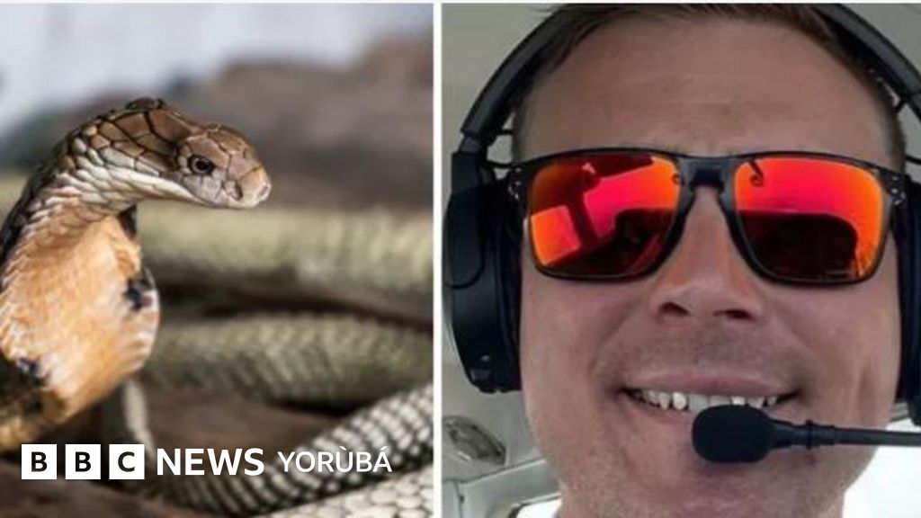 Snake on a plane: Ejò dá rúgúdù sílẹ̀ nínú ọkọ̀ òfúrufú, ó tún fà mọ́ ...