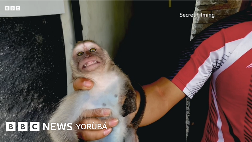 Monkey torture: BBC tú àṣírí àwọn tó ń fìyà jẹ ọ̀bọ láti fi pa owó ...