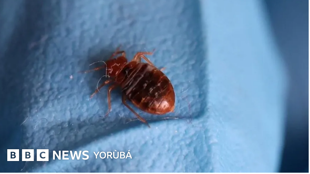 Òògùn ìdún rán géńdé ọkùnrin méjì lọ sí àhámọ́ ọlọ́pàá - BBC News Yorùbá