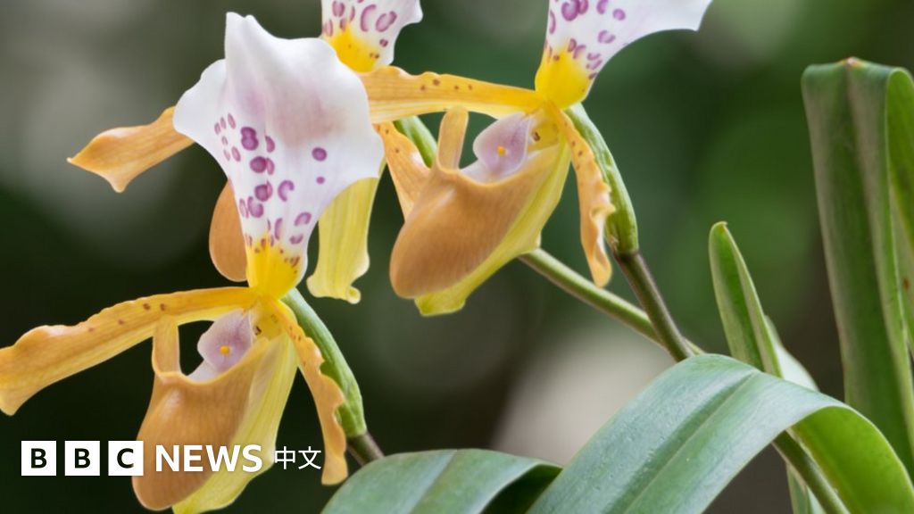 2018年植物界的十大新发现：抗癌、捕虫与美容 - BBC News 中文