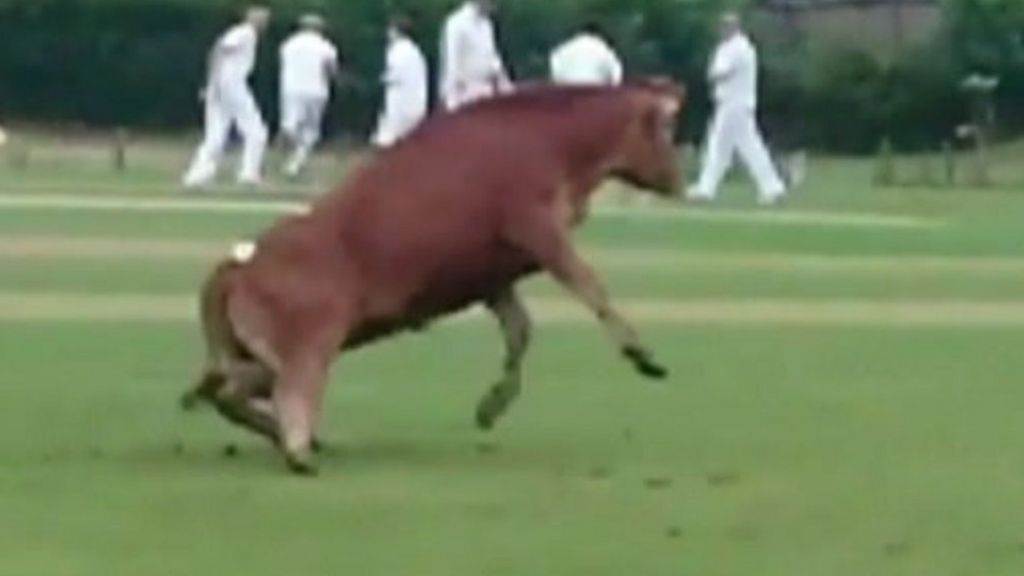 Bull invades cricket field in the middle of a game - BBC Newsround