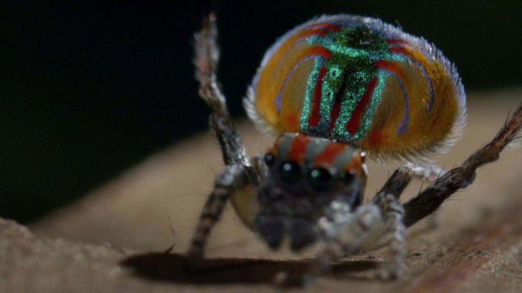 Steve Backshall's favourite dancer in nature is the Peacock Spider ...