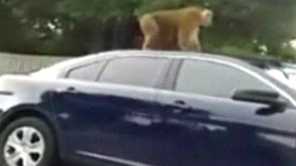 Monkey on the loose damages police car - BBC Newsround