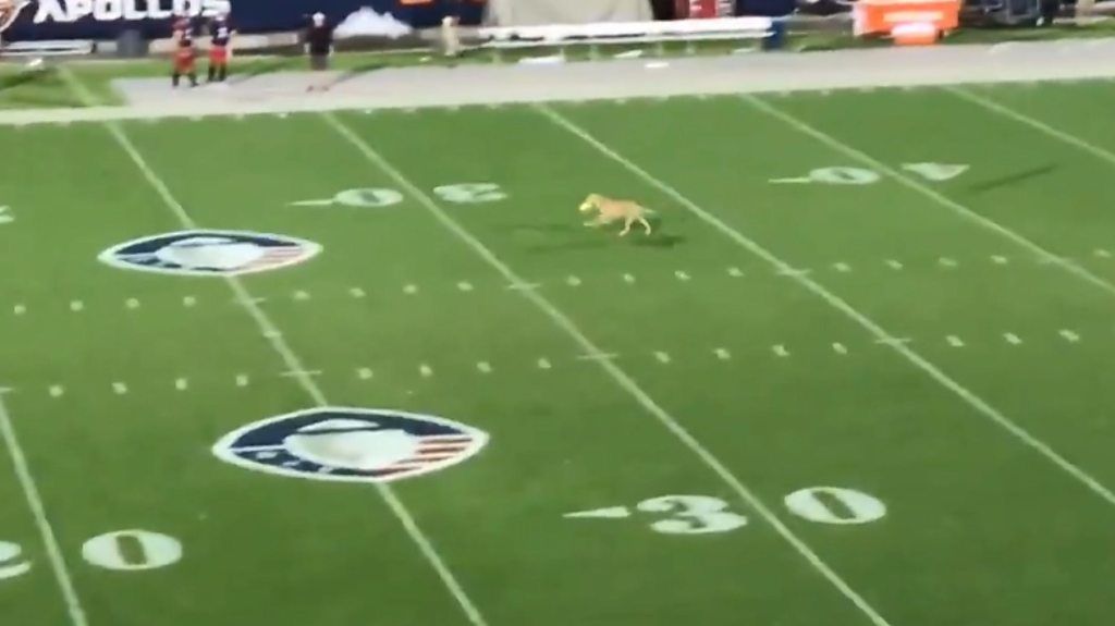 Dog makes amazing frisbee catch at half-time of American football game ...