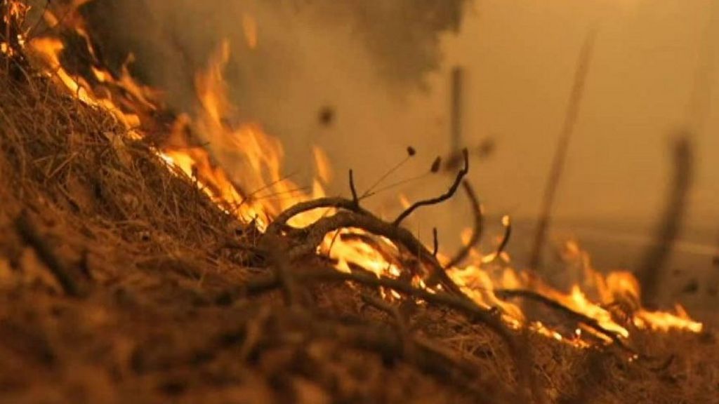 US wildfires: What is it like living near the fires? - BBC Newsround