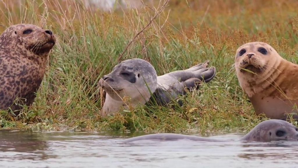 How do you find out how many seals live in the Thames Estuary? - BBC ...