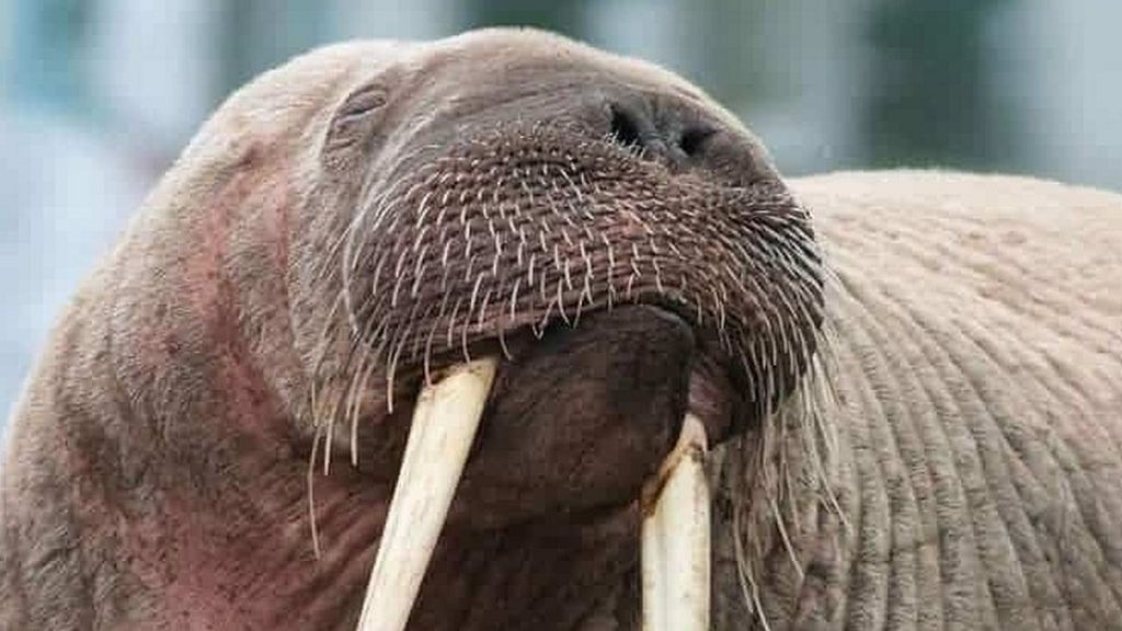 Thor the walrus: Arctic animal spotted in Iceland - BBC Newsround