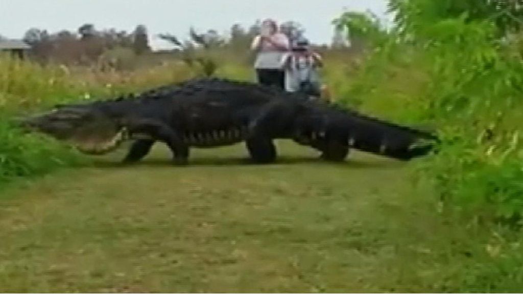 Check out this monster alligator!! - BBC Newsround