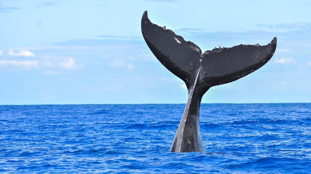 Beluga whales change shape of their heads to communicate - BBC Newsround