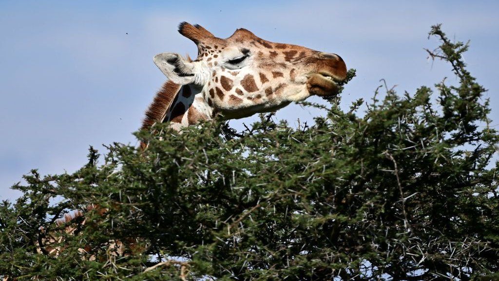 World Giraffe Day: Seven top facts about the world's tallest animal ...