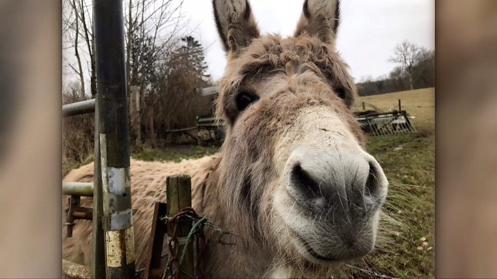 'Wonky' donkey gets prosthetic leg for Christmas - BBC News