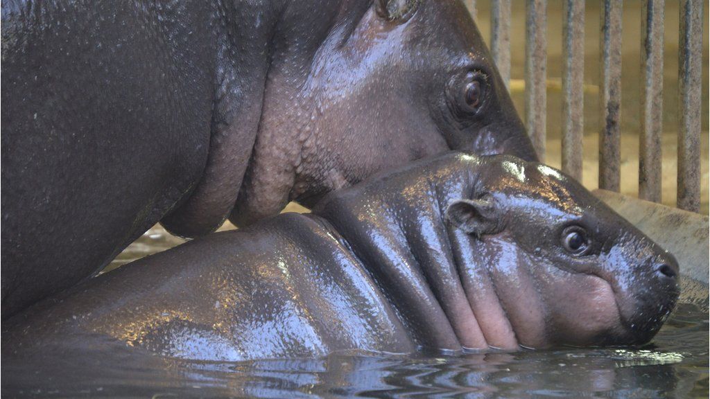 Endangered pygmy hippo calf reaches six month milestone - BBC News
