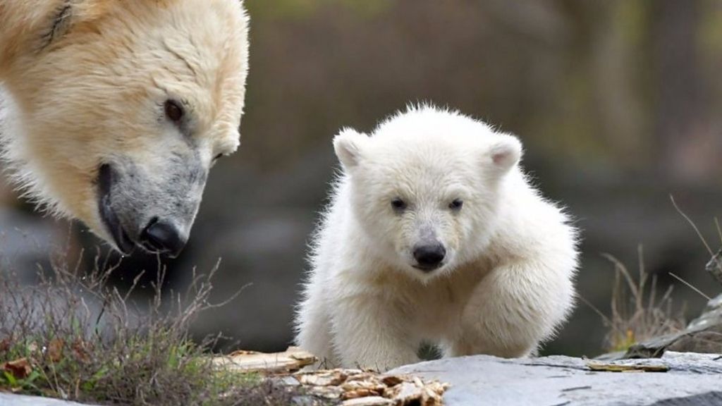 German Polar bear cub meets public for first time - BBC Newsround