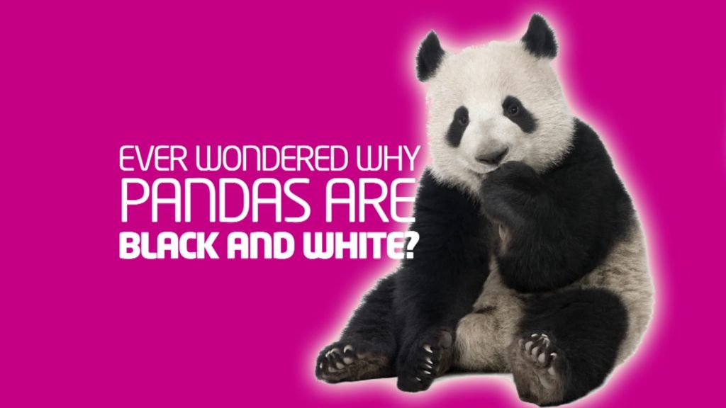 Why pandas are black and white - BBC Newsround