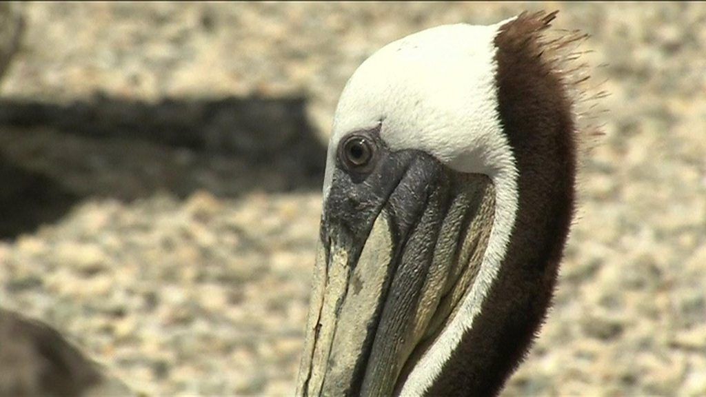 Pelicans released into wild after recovering from algae poisoning - BBC ...