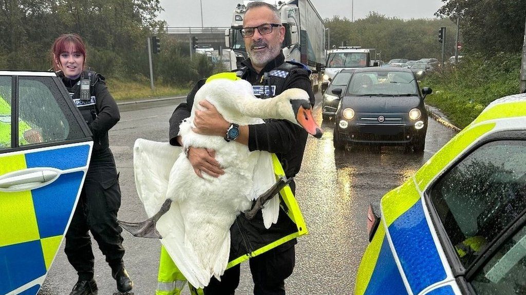 M1: Officers swoop to rescue stricken swan from motorway - BBC News