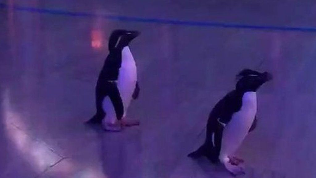 World Penguin Day: Try our penguin quiz! - BBC Newsround