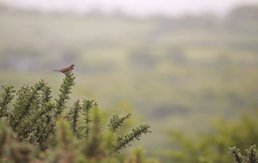 Helman Tor: Fundraiser to make reserve 'bigger and better' - BBC News