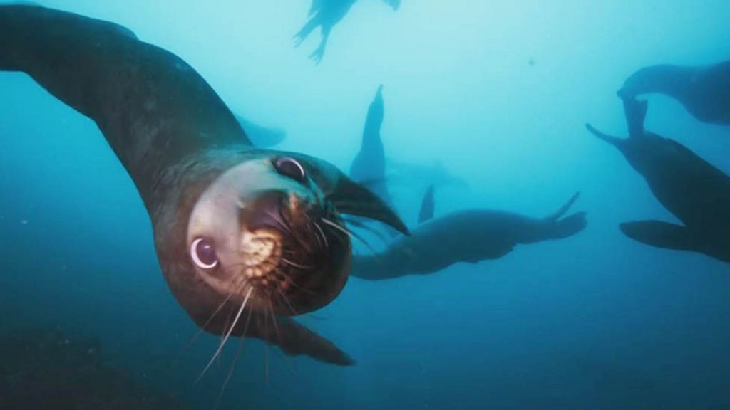 David Attenborough back with Blue Planet II - BBC Newsround