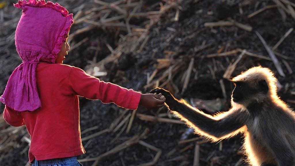 New research shows monkeys use hot baths to chill out - BBC Newsround
