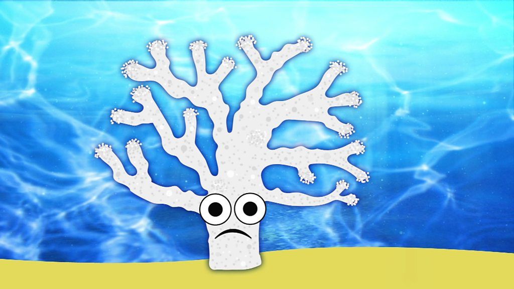 How does coral become bleached? - BBC Newsround