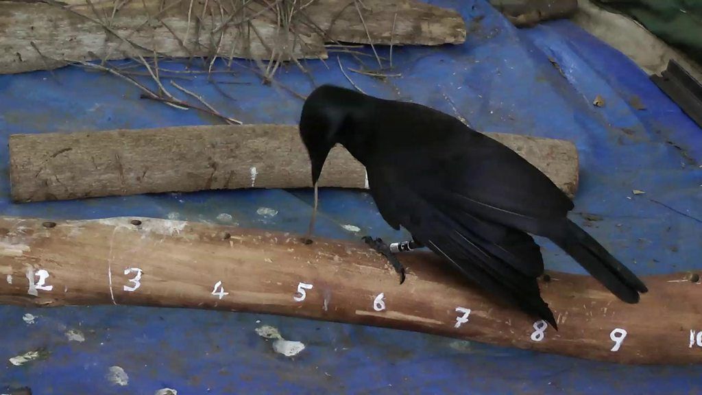 Check out these crafty crows using tools! - BBC Newsround