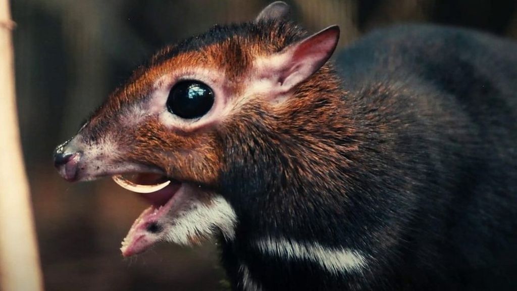 UK's 'first' Philippine mouse deer born at Chester Zoo - BBC News