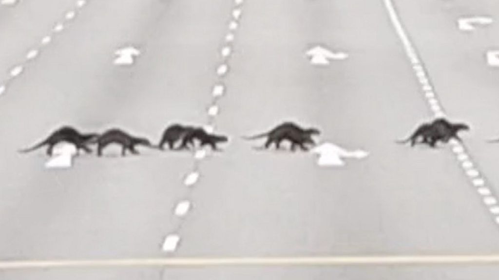 Otter finally couples up with new mate after years of being 'mugged off ...