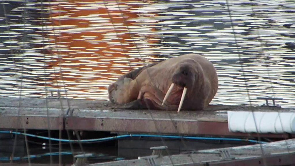 WWF and BAS looking for volunteers to count walruses from space - BBC ...