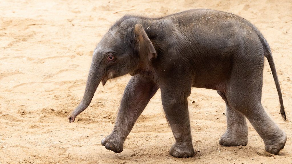 Whipsnade Zoo elephants help dementia patient's 'dream come true' - BBC ...