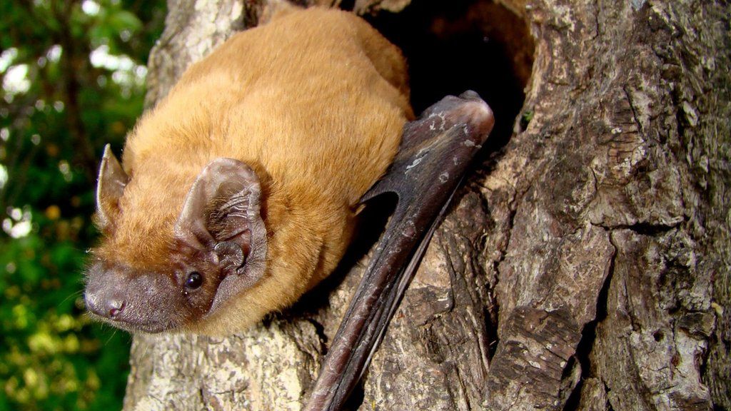 Vampire bats: Scientists work out why they love blood - BBC Newsround