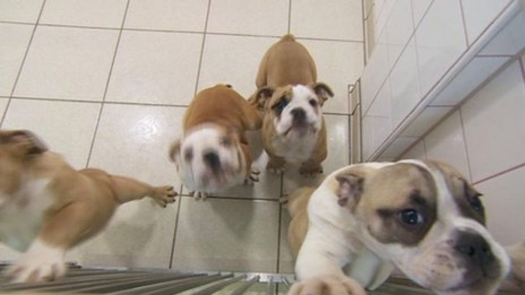 Puppies rescued from puppy smuggling - BBC Newsround
