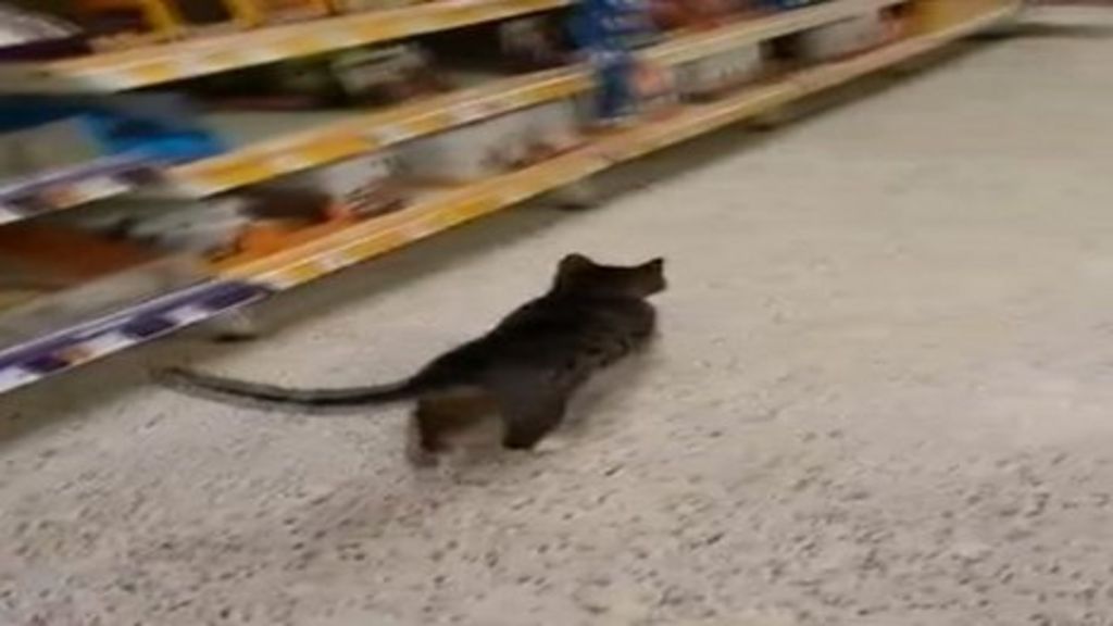 Meet George, the cat who loves to shop - BBC Newsround