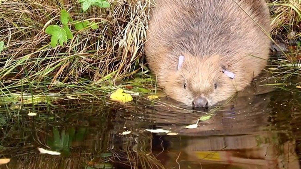 Forest of Dean beaver release a 'momentous occasion' - BBC News